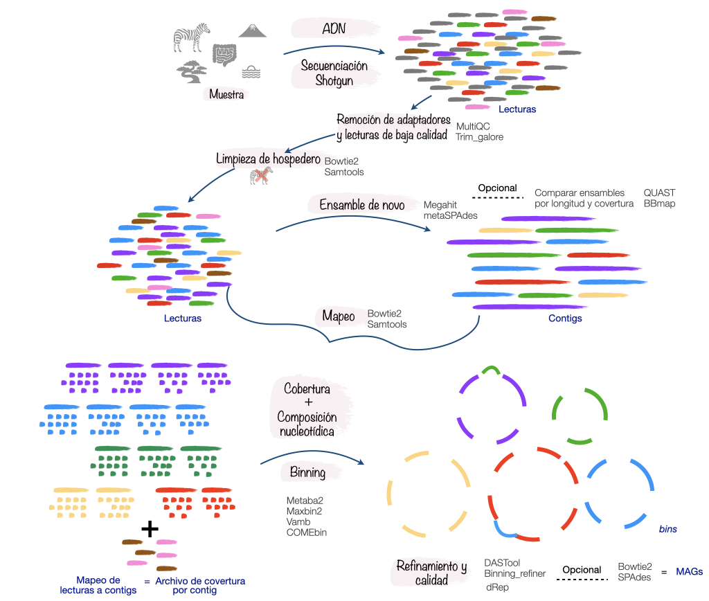 Reconstrucción de Genomas a partir de Metagenomas (MAGs) – Data ...